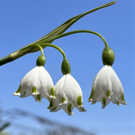 スノーフレーク野の花ノート 1001 野の花ノート 1001