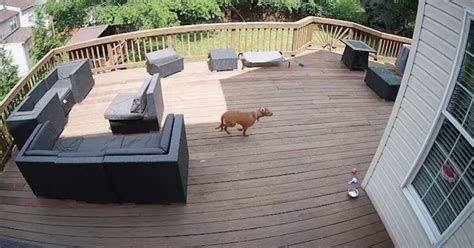 La Explosión Sónica Que Se Escuchó En Washington Causada Por Los F 16