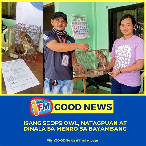 Isang Scops Owl Natagpuan At Dinala Sa Menro Sa Bayambang Rmn Networks