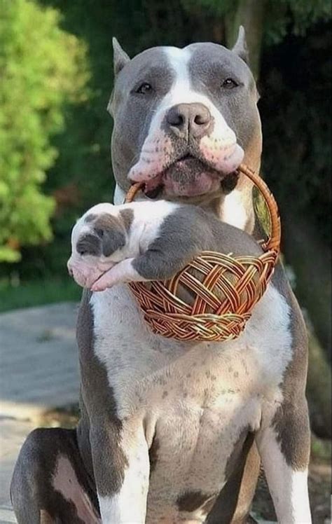 Pin By Kayla Gonzalez On I Love Pibbles Cute Cats And Dogs Cute Dogs