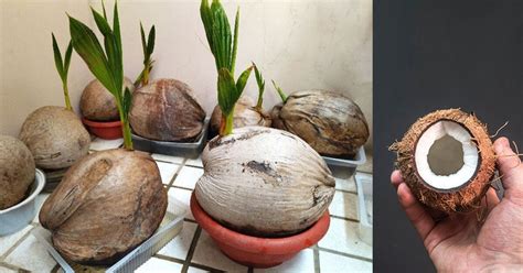 Growing A Coconut Tree From A Coconut The Water Propagation Method