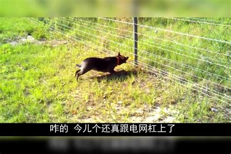 狗狗对着电网撒尿，不料下一秒被电惨了电网狗狗