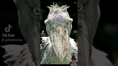 The B. Rex - YouTube