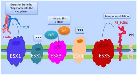 Protein Secretion Systems Five Different Secretion System Have Been Download Scientific