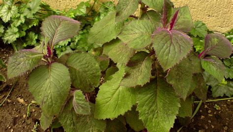 Shiso The Ultimate Guide To Cultivation And Health Benefits 2026