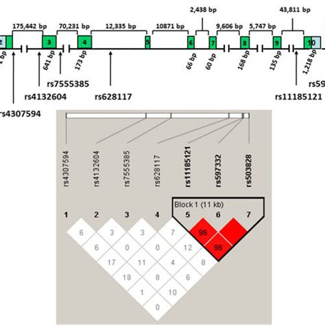 schematic representation of 1 intronic coding and untranslated