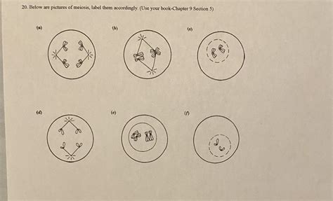 Solved 20 Below Are Pictures Of Meiosis Label Them