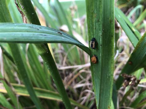 Insect Identification And Treatment Ask Extension