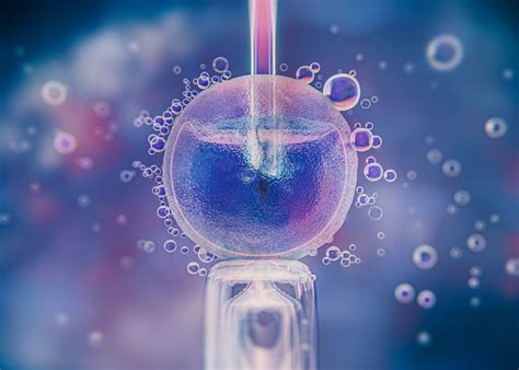 Fecundación in vitro Cómo se hace Fertivida