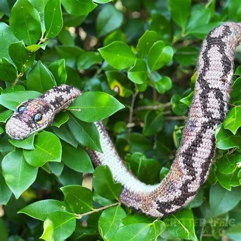 Ball Python Amigurumi Crochet Pattern Betty The Realistic Etsy Australia