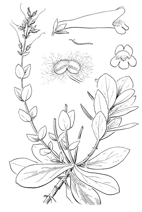 Washington Field Guide
