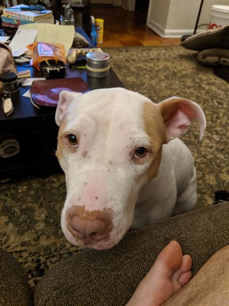 Lost Dog Pit Bull In Washington Dc Lost My Doggie