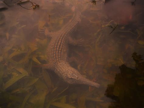 Redondasaurus