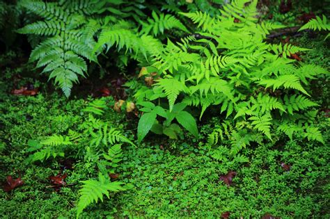 シダ植物の形状の特徴を数学的に再現する 地底たる謎の研究室