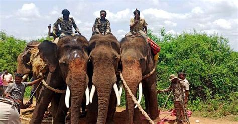 Operation Jumbo To Capture Wild Elephants Resumes In Karnataka