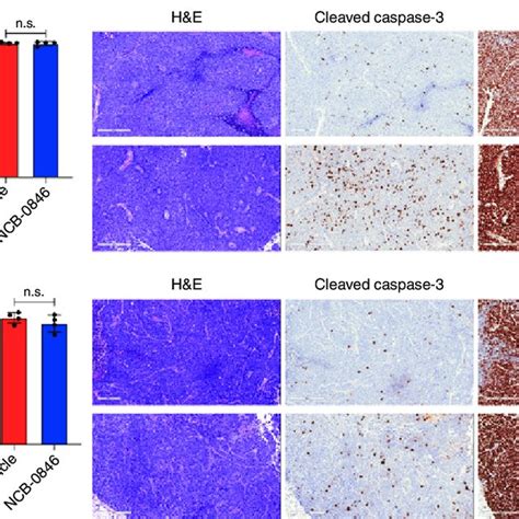 Continued G Left Ihc Analysis Of Apoptosis Cleaved Caspase 3 N