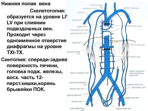 Топографическая анатомия и оперативная хирургия забрюшинного