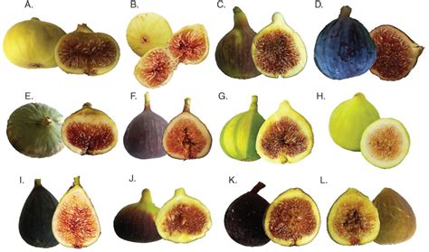 Fig Varieties