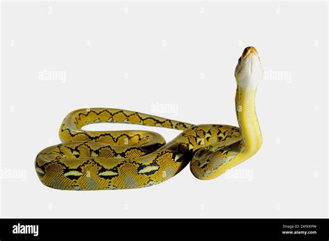 Dwarf Reticulated Python Malayopython Reticulatus Saputrai On White