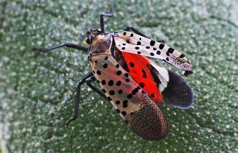 Update On The Spotted Lanternfly In New Jersey New Jersey Digest
