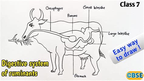 Digestive System Of Ruminants Diagram Cows Digestive System Drawing Cow Digestive System