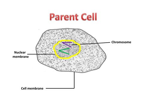 PPT Cell Reproduction PowerPoint Presentation Free Download ID