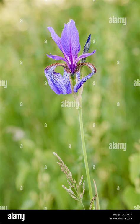 Iris Sibirica Commonly Known As Siberian Iris Or Siberian Flag Growing In The Meadow Close To
