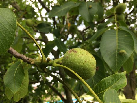 Walnut