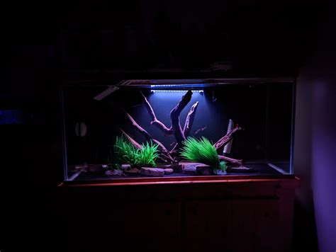 Turtle Safe Colored Sand Rturtle