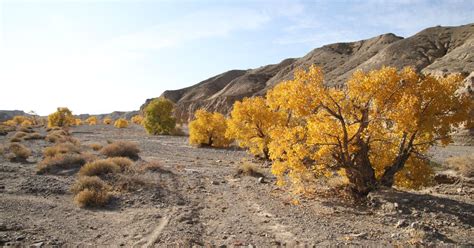 Plants In The Gobi