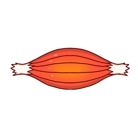 Animated Illustration Of Muscle Contraction Ugokawa