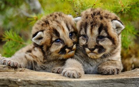 Baby Lion Wallpapers - Top Free Baby Lion Backgrounds - WallpaperAccess