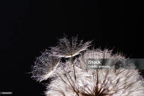 꽃 민들레 매크로 솜털 씨앗 날아 씨앗 검은 폰과 자연 질감 꽃 컬러풀또는 무지개 색의 빛으로 둥근 자연꽃 공을 클로즈업 가벼운에 대한 스톡 사진 및 기타 이미지 Istock