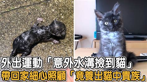外出運動「意外水溝撿到貓」帶回家細心照顧「竟養出貓中貴族」貓咪故事 流浪貓 Youtube