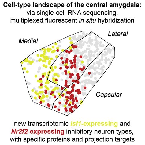 Neuronal Cell Types Projections And Spatial Organization Of The Central Amygdala Iscience