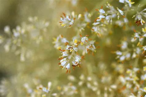 Plantia