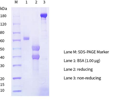 Bispecific Antibody Expression Antibody Expression Antibody Drug Development Solution Detaibio