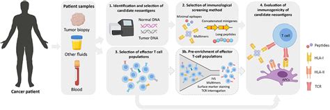 Frontiers Determinants For Neoantigen Identification