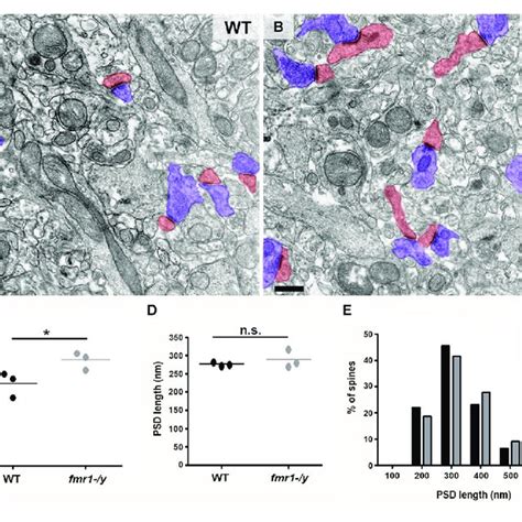 Daniela Neuhofer Phd Medical University Of South Carolina