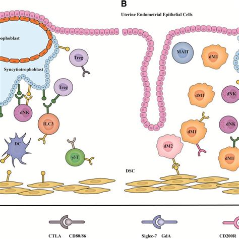 Roles Of The Immune Checkpoint Molecules In Normal Pregnancy And Rsa