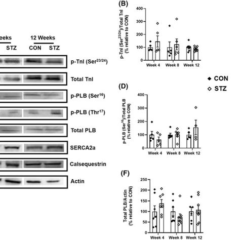 Expression Of Tni Plb And Serca2a Proteins In Hearts From Control And