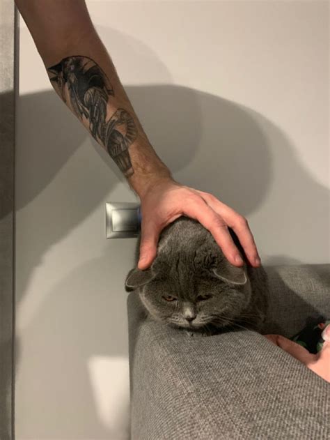 Angry Cat