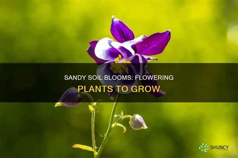 Sandy Soil Blooms Flowering Plants To Grow Shuncy