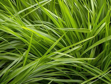 Premium Ai Image Green Grass Generated By Ai