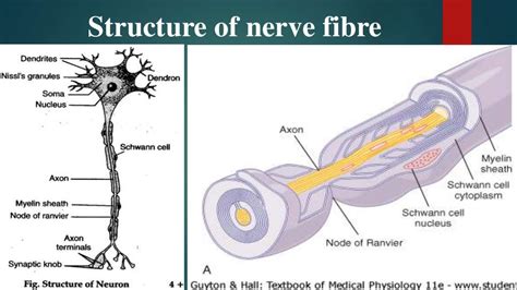 Properties Of Nerve Fiber By Pandian M Dept Physiology Dypmckop Thi…