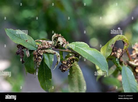 Peach Tree With Leaf Curl Taphrina Deformans Disease Stock Photo Alamy