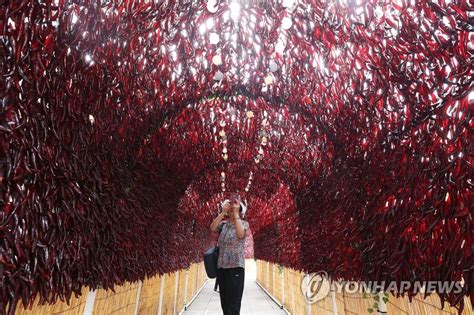 ′서울광장에 펼쳐진 고추 터널′영양고추 핫 페스티벌 연합뉴스