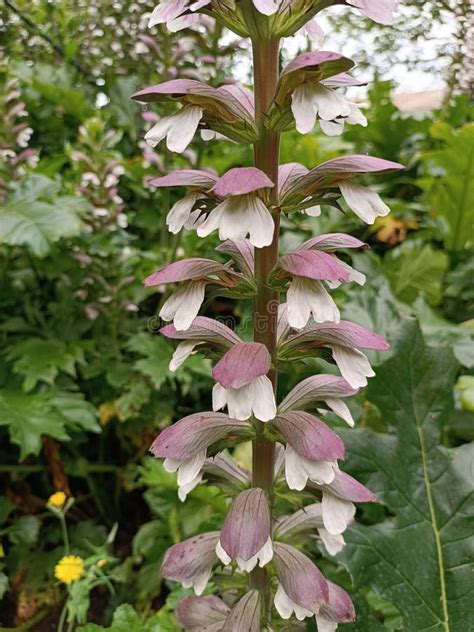 Acanthus Balcanicus Is A Spontaneous And Perennial Herbaceous Plant Of