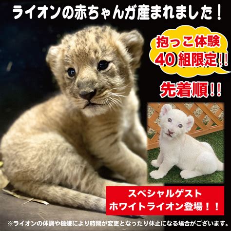 ライオンの赤ちゃん11月3日公開抱っこ体験スタートノースサファリサッポロ