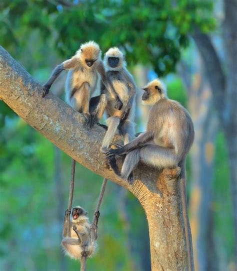 Comedy Wildlife Photography Award 2020 Die Lustigsten Tierfotos